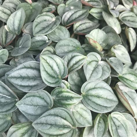 Peperomia Napoli Nights Radiator Plant 45 Pot Little Prince