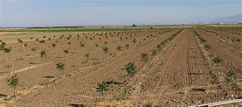 Deep Learning For Defected Trees Detection Farmb