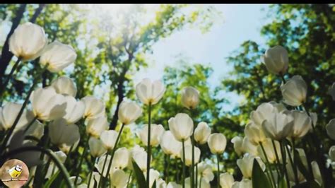 Spring Relaxation Relaxing Piano Eporner