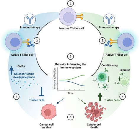 Frontiers Behavioral Factors To Modulate Immunotherapy Efficacy In Cancer