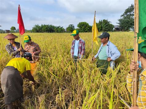 ထီးချိုင့်မြို့နယ်တွင် မိုးစပါး Sri စံပြကွက်ရိတ်သိမ်းပွဲကျင်းပ Information And Public