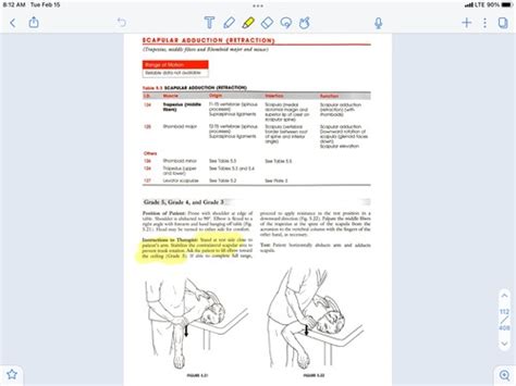 Introduction To Muscle Manual Testing Flashcards Quizlet