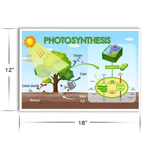 Photosynthesis Cycle Photosynthesis Definition Process And