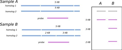 8 6 Dna Fingerprinting Rflp Biology Libretexts