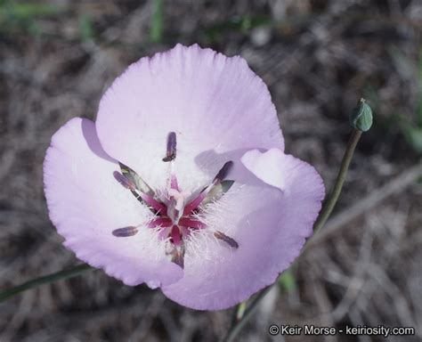 Splendid Mariposa Lily