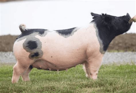 National Ffa Organization Tips And Tricks For Raising A Market Hog
