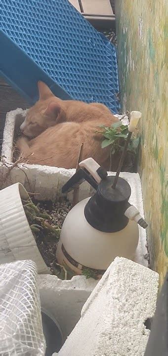 Cat 길고양이 Catlover 냥이 Cute 고양이 아기냥이 Youtube