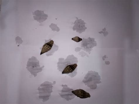 23gastropod Dataset Instance Segmentation Dataset By Gastropoda