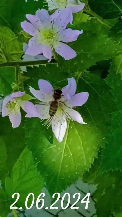 ფუტკარი Nature Youtube