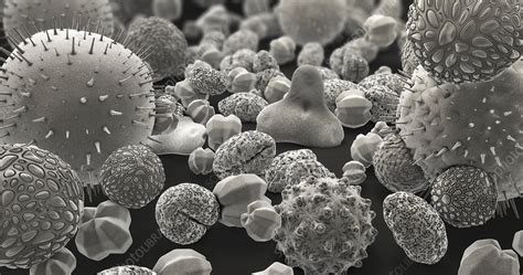 Pollen Grains Illustration Stock Image F0250751 Science Photo