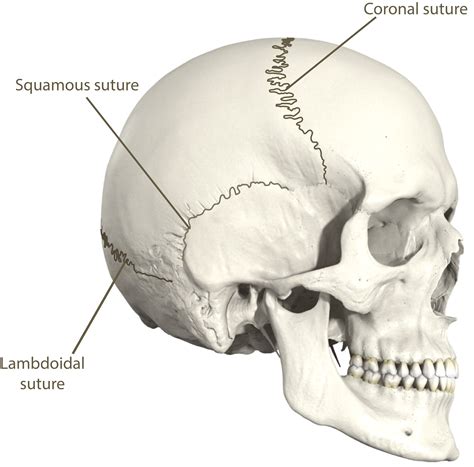 Sutures Of The Skull Cranial Sutures Suturae Cranii