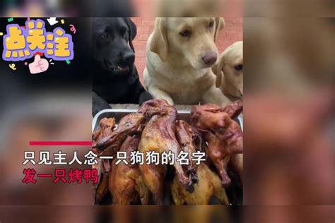 主人给狗狗们发烤鸭，一狗一整只网友慕了：我可以去你家做狗吗？狗狗网友主人