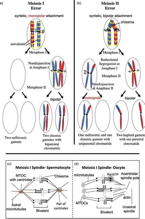 ‏errors In Chromosome Segregation At Meiosis‼‏ ‏hanaa Fayed‏