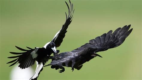Magpie Attack Australian Cyclist Dies After Being Startled By Swooping Bird