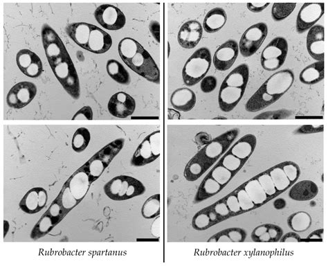 Microorganisms Free Full Text The First Insight Into