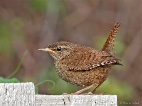 What Does Jenny Wren Mean At Noah Brenda Blog