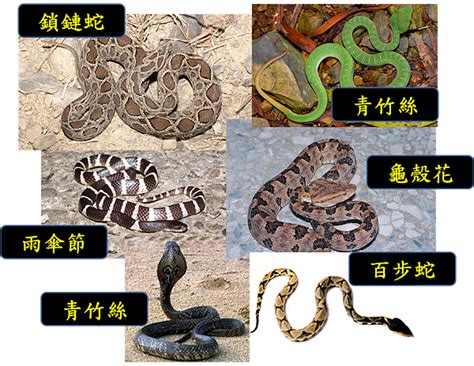 台灣常見毒蛇及其特徵 Mika Note 痞客邦