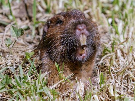 The Life Cycle Of A Gopher From Birth To Death