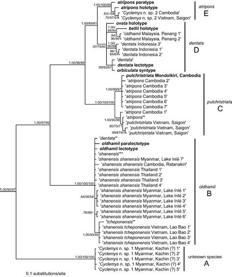 Fifty Percent Majority Rule Consensus Phylogram Resulting From Download Scientific Diagram