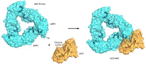 Molecular Model Of Ocp Apc Complex Constructed 3d Model Showing The