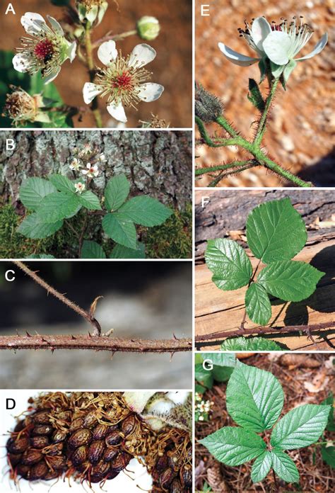 Species New To Science Botany • 2022 Rubus Violaceifrons Rosaceae