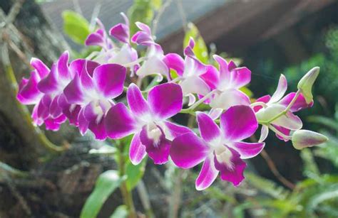 Orchidea Come E Quando Tagliare Gli Steli Per Farla Crescere