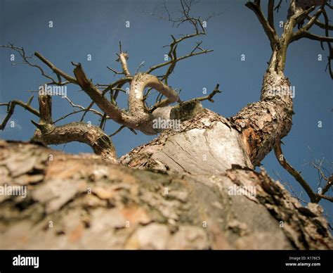 Sick Tree High Resolution Stock Photography And Images Alamy