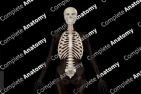 Axialskeletondiagram Axial Skeleton Skeleton Anatomy