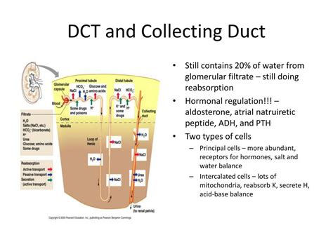 Ppt Urinary Powerpoint Presentation Free Download Id 1749764