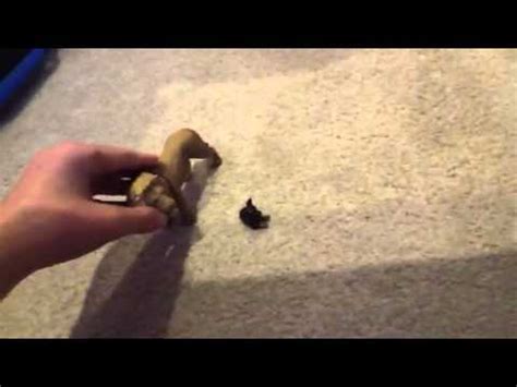 Lion King Part 2 Scar And The Mouse Youtube