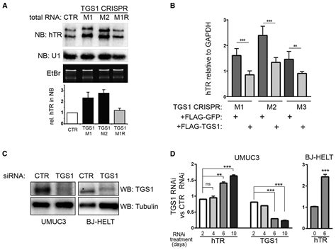 Loss Of Human Tgs1 Hypermethylase Promotes Increased Telomerase Rna And Telomere Elongation Pmc