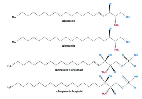 Structure Of Sphingosine Sphinganine Sphingosine 1 Phosphate And Download Scientific Diagram