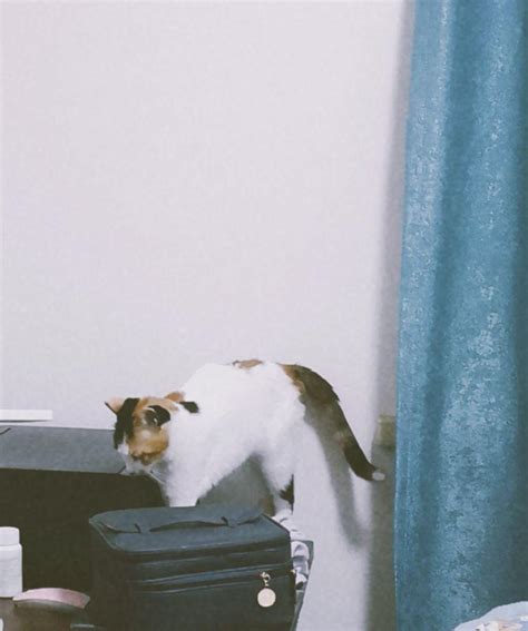家养猫咪走丢第九十天能找到亲身经历详细指南如下 知乎