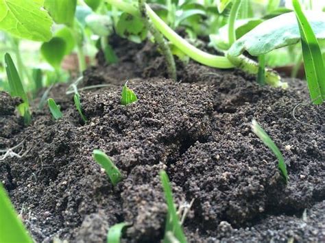 4 Common Soil Problems And How To Easily Fix Them Off The Grid News