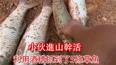 小伙進山幹活，巧妙的利用酒糟抓到了5條草魚和1只甲魚，真過癮【石頭記事】 Youtube