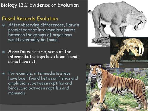 Fossil Record Evolution