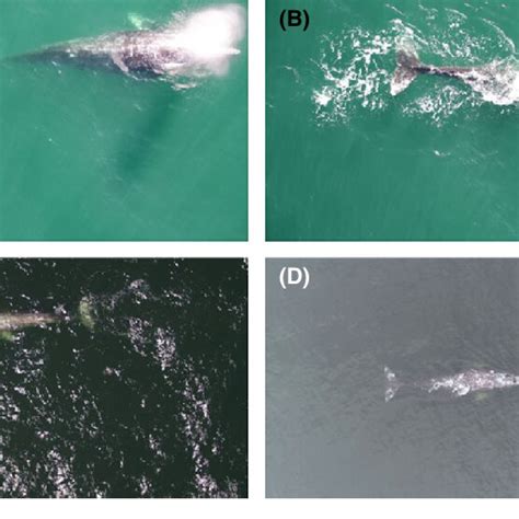 Aerial Imagery Samples A A Whale Partly Obscured By Spray From Download Scientific Diagram