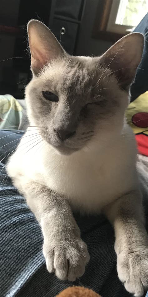 Kitty Wink R Supermodelcats