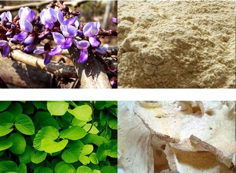 butea superba. Butea Superba is a type of plant that… | by fernanda zax ...