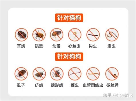 2023年最新猫狗体内外驱虫药全攻略驱虫药应该怎么搭配十年铲屎官帮你选含猫狗常见体内外驱虫药应对方案