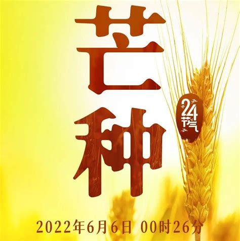 今日芒种 今日芒种 张凌燕 江南梅