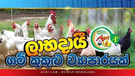 ගම් කුකුළු පාලනය Poultry Management Agri Lab Agriculture Sinhala Ruwan Dehigama Youtube