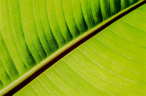 Leaf Free Stock Photo Public Domain Pictures