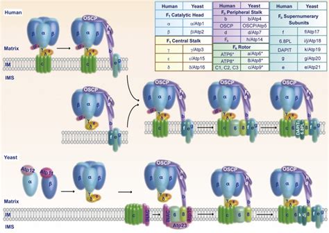 Assembling The Mitochondrial Atp Synthase Abstract Europe Pmc