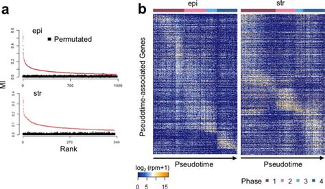 Global Temporal Transcriptome Dynamics Across The Human Menstrual