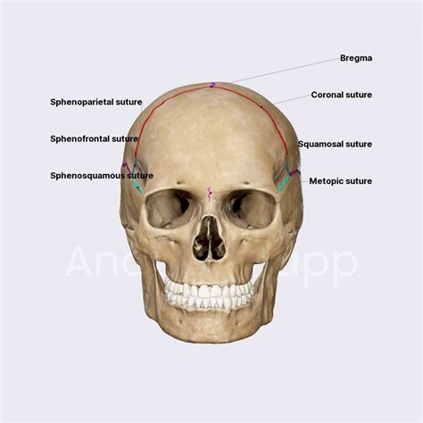 Sutures Of Skull Anatomyapp
