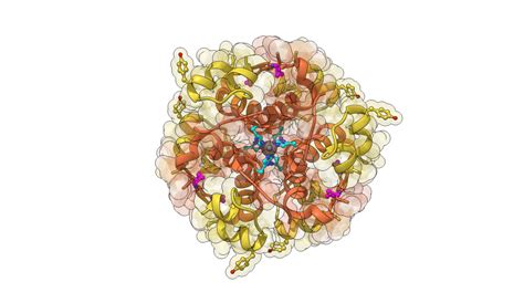 Human Insulin Hexamer Biologic Models