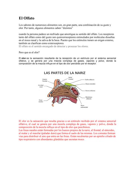 El Sistema Olfatorio Exposición De Fisiología E Histologia El Olfato