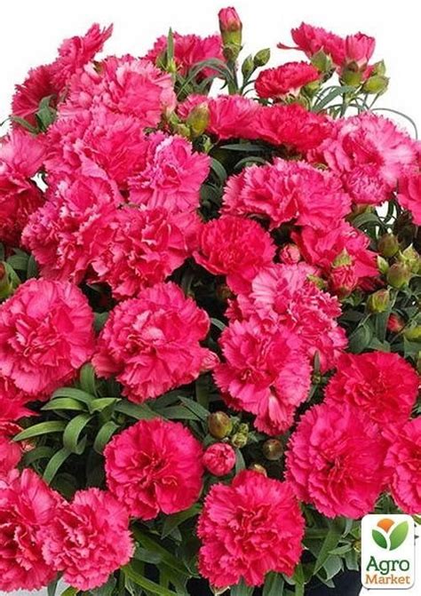 Гвоздика Махрова "Sunflor Allura" (контейнер № 10, висота 10 см) купити ...