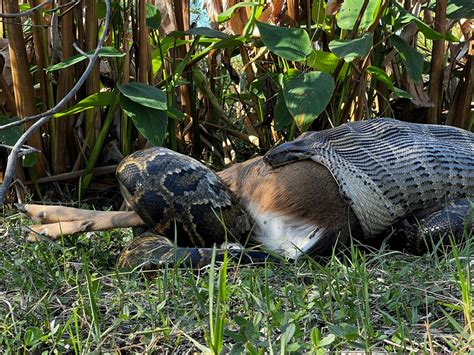 Python Swallows 77 Pound Deer Near Naples